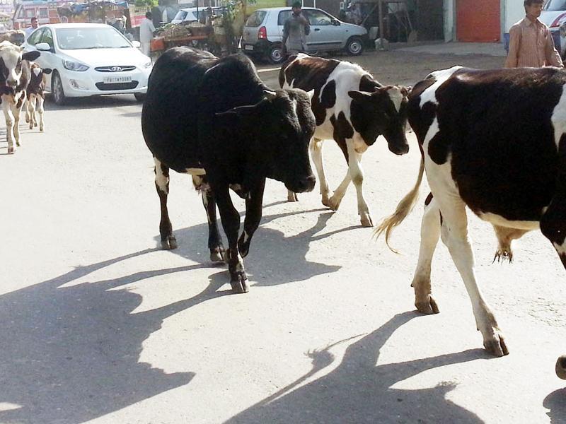 Sirhind residents battle with stray animal menace | Hindustan Times