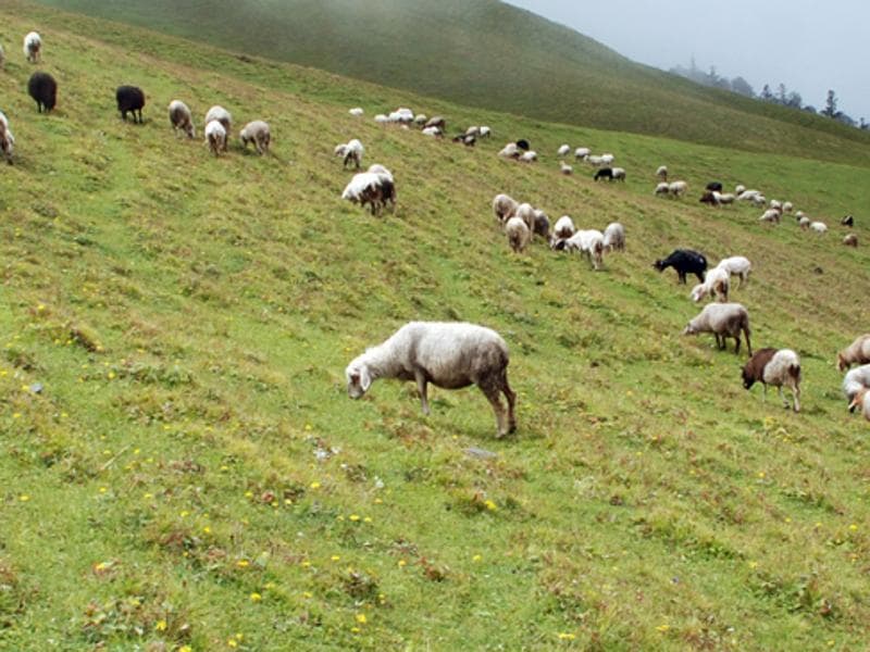 Uttarakhand sitting on 100 quintals of unsold sheep wool | India News
