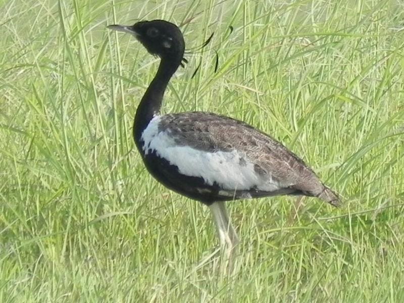 Experts buoyed by rise in Lesser Florican sightings in MP | Hindustan Times