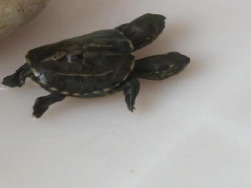 Watch | Unique case of baby turtle born with two heads in China ...