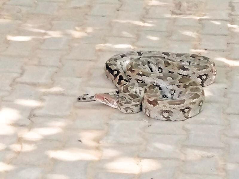 10-foot python rescued from temple in Behrampur village - Hindustan Times