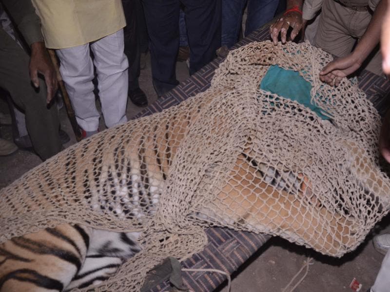 ‘Translocation of tiger to Panna violates NTCA guidelines’ | Hindustan ...