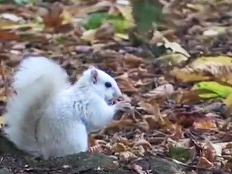 Watch | This white squirrel could be rarest in the UK wild | Hindustan ...