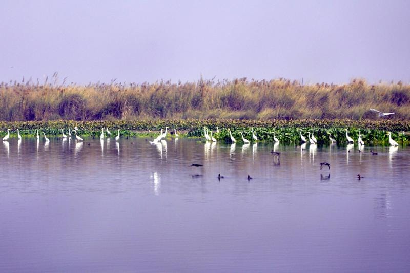 Migratory birds start arriving at Harike wetland | Hindustan Times