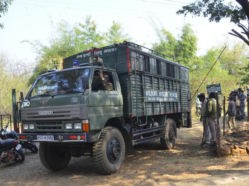 Bhopal: Tiger T1 evades forest department officials on Day 3 ...