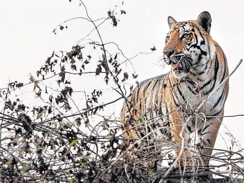 HC issues notices to Central, state govts on tiger movement near Bhopal ...