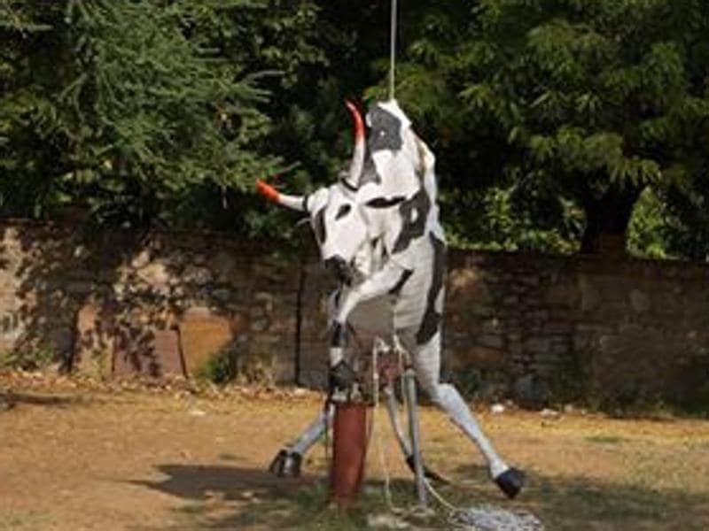 Jaipur: Floating plastic cow, part of art installation, brought down ...