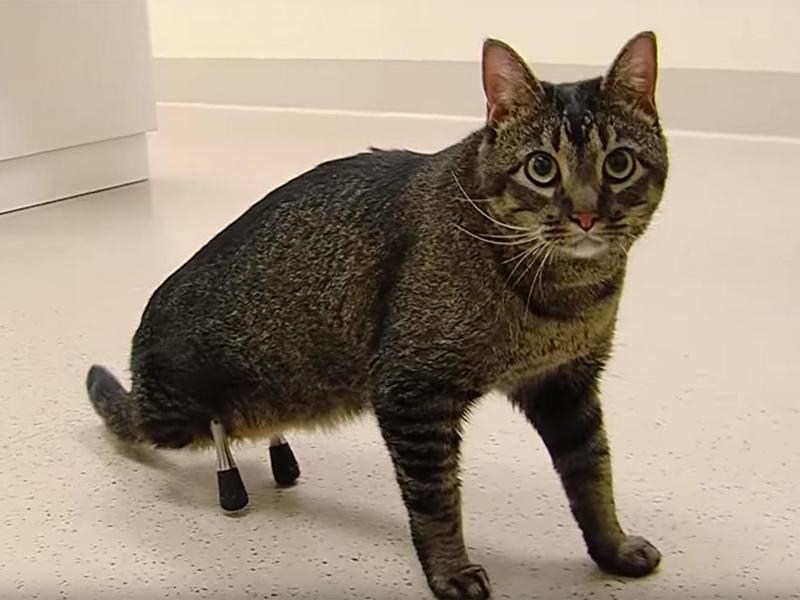 Watch | Video showing a cat walk with new prosthetic legs goes viral ...