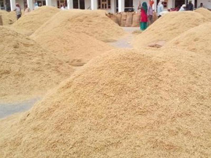Punjab: Rs 1,700 cr down the drain in paddy procurement | Hindustan Times