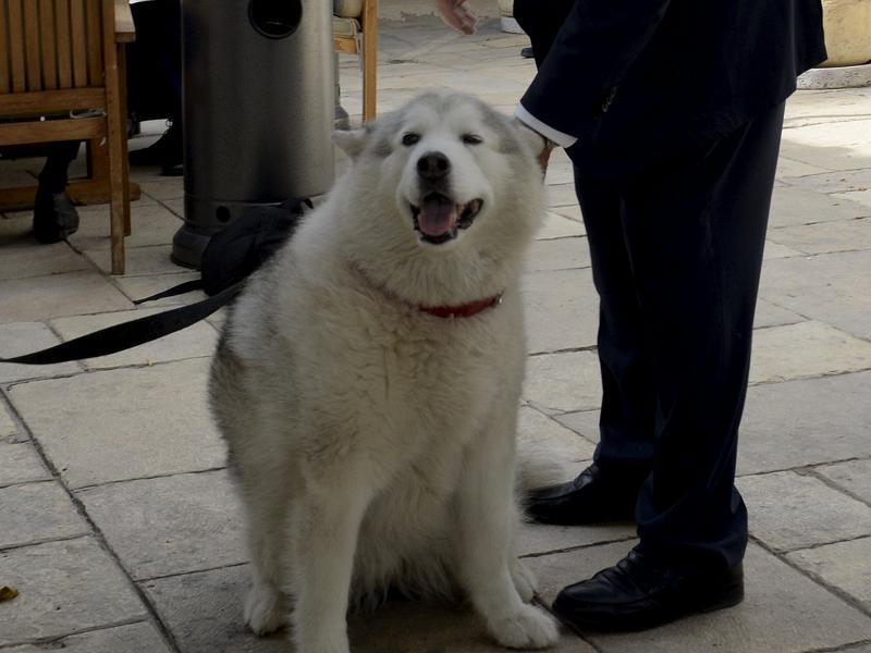 Israel PM Netanyahu’s dog quarantined for biting lawmaker, minister ...