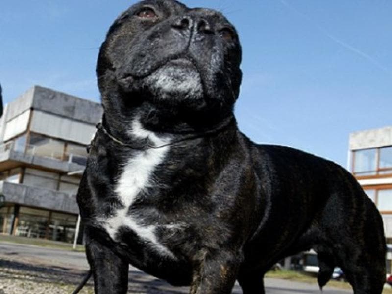 UK NGOs, cops battle whether to kill dog that ‘ate’ dead owner | World News