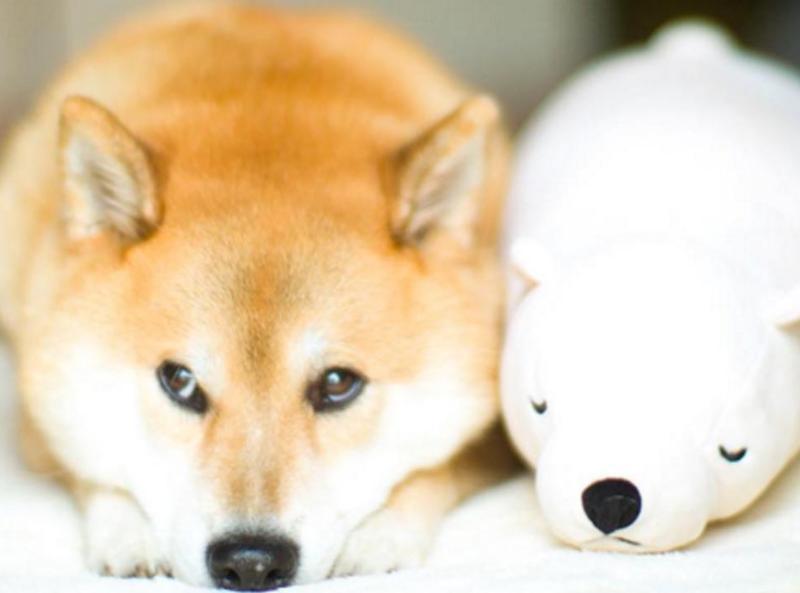 Watch | Marutaro the famous Instagram dog with 2.2 million followers ...