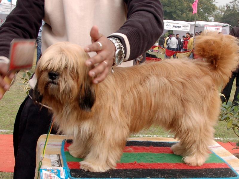 150 dogs of 40 breeds brought to dog show at Science City | Hindustan Times