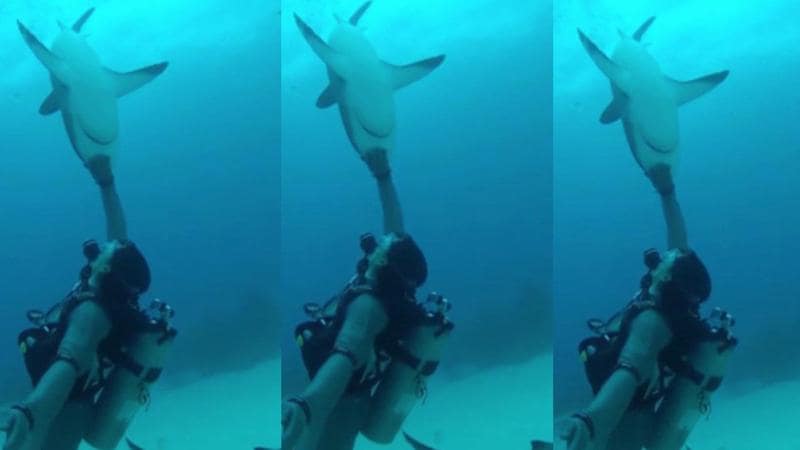 Watch | This man can massage sharks into a trance | Hindustan Times