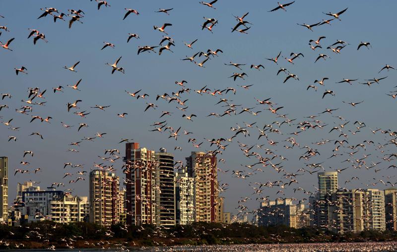 CRZ violations: Several buildings in Mumbai may go Adarsh way | Mumbai news