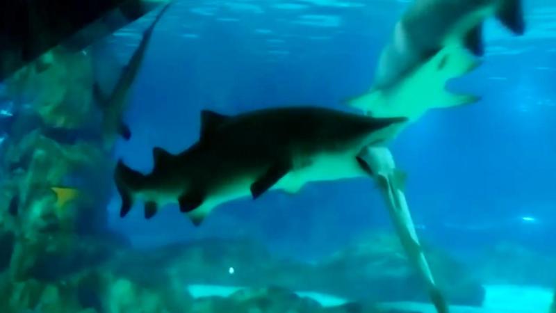 Watch | Shark eats another shark in South Korean aquarium | Hindustan Times