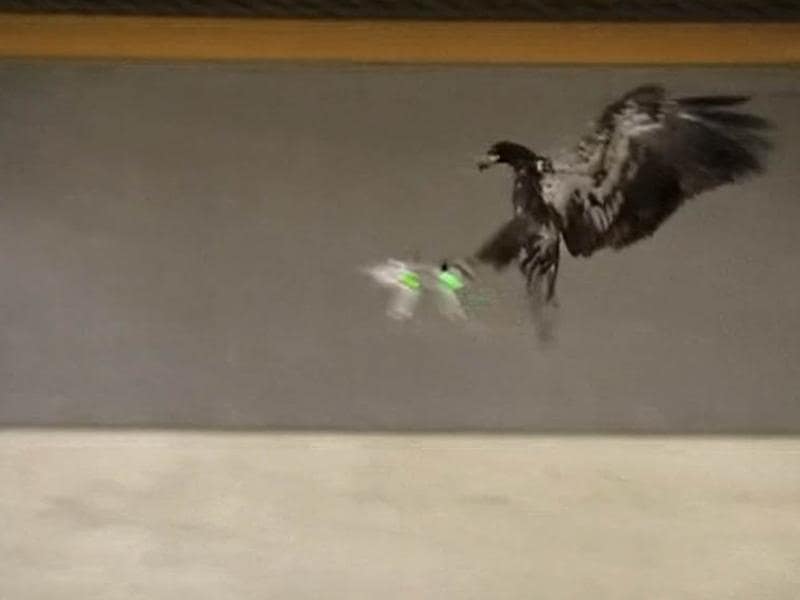 Watch | Eagles being trained to catch drones in the Netherlands ...