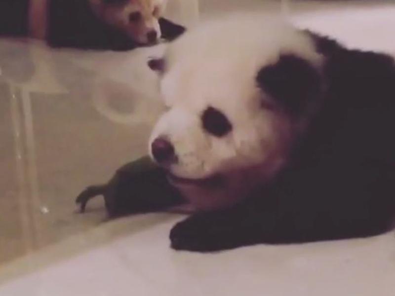 Watch | Are these pandas real? | Hindustan Times