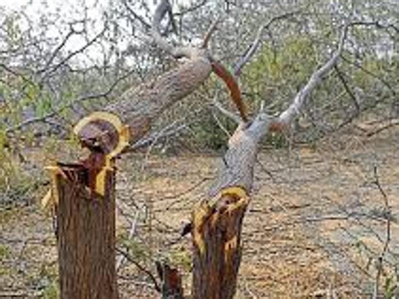 30,000 Punjab trees to be axed without compensatory plantation ...