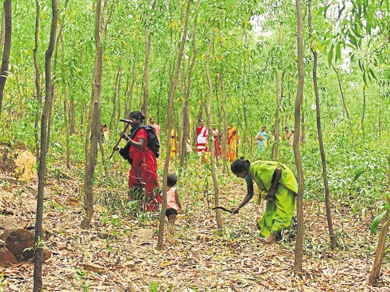 Forest cover shrinks in five districts of Jharkhand | Hindustan Times