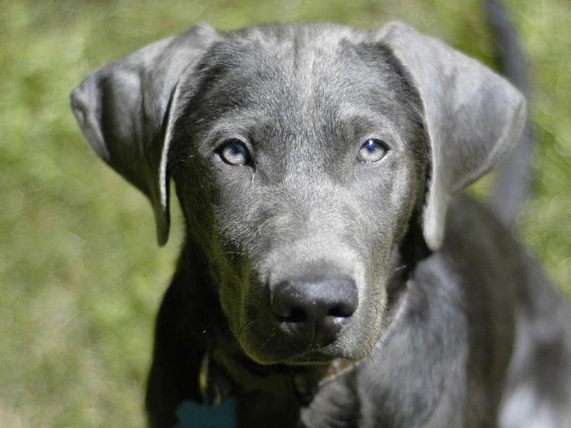 Watch | What makes the Lab America’s favourite dog? | Hindustan Times