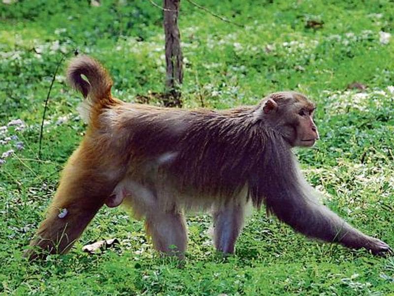 Himachal government mulls declaring monkeys as vermin | Hindustan Times