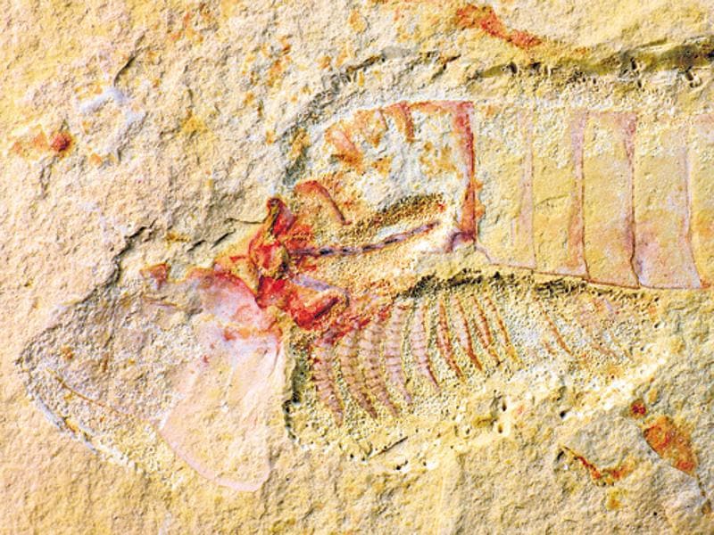 Complete 520 million-year-old nervous system found | World News