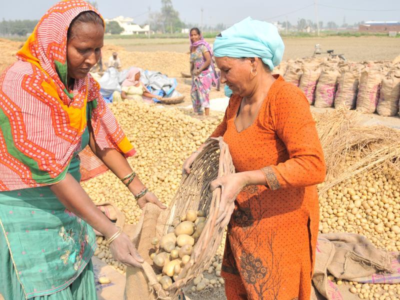 Good rates bring cheer to potato growers in Doaba region - Hindustan Times