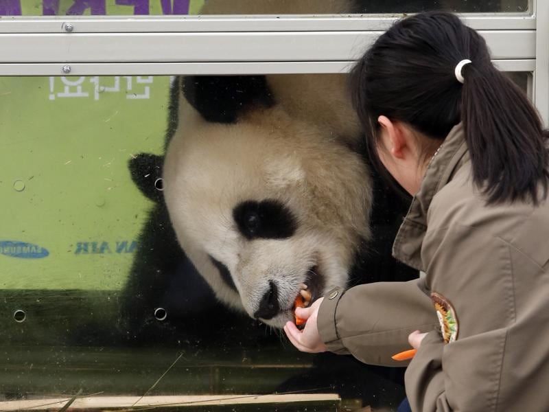 Chinese pandas given by President Xi arrive in South Korea | World News
