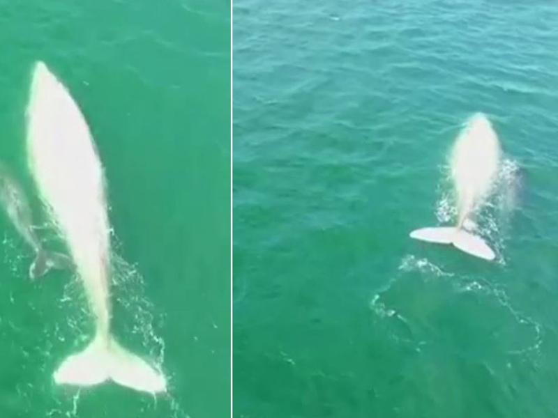 Video | Rare white whale spotted off Mexico’s Pacific coast | Hindustan ...