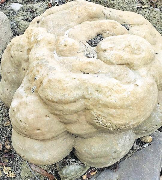 Wild buzz: As time goes by, a boulder in eternal trance | Hindustan Times