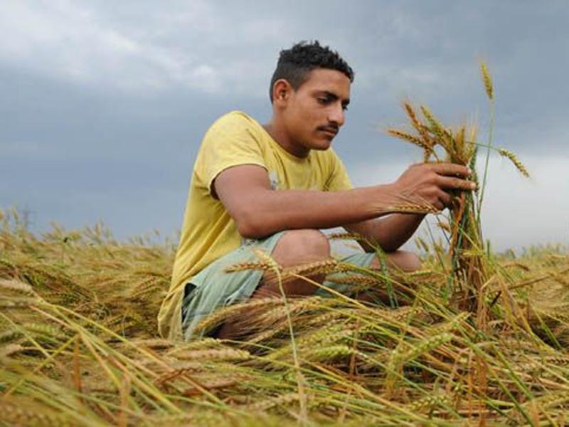 Rain, hail and snow: Stormy weekend may spoil crops, farmers worried ...