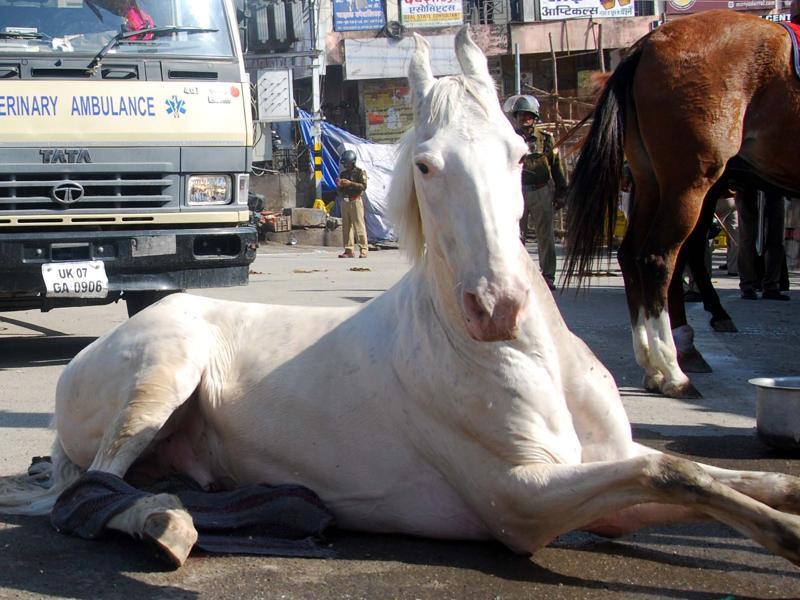 On a broken leg: Political fable from Shaktiman, the horse | Latest ... On a broken leg: Political fable from Shaktiman, the horse | Latest ...
