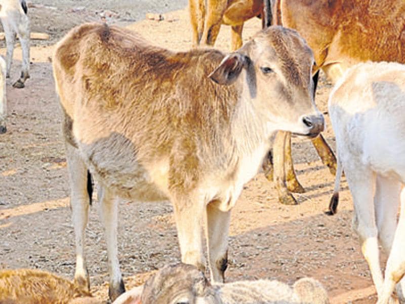 Khaki-clad men steal cows from cow shelter of temple in Meerut | Latest ...