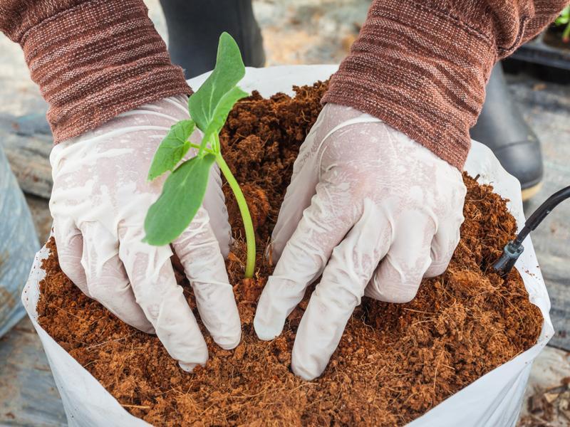 Guide to maintaining your plants through the summer | Lifestyle News