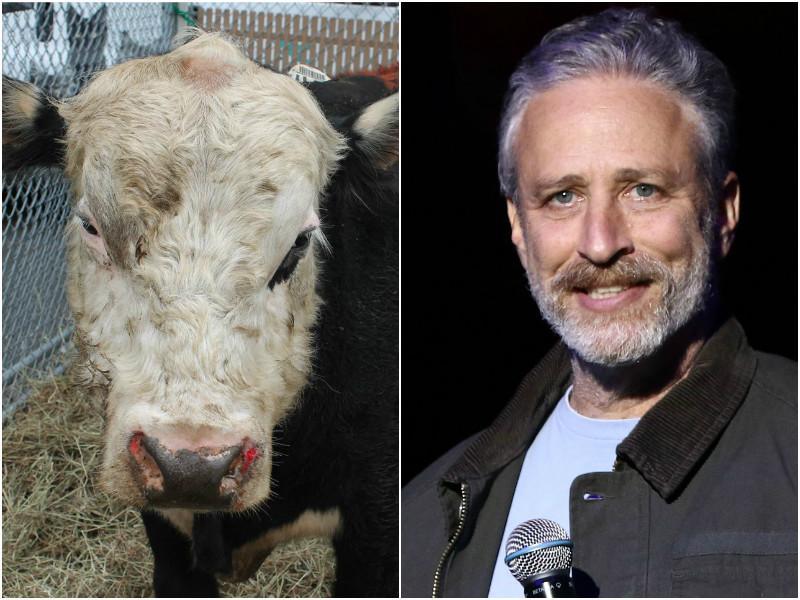 The Dairy Show: Comedian Jon Stewart rescues a hurt runaway bull ...