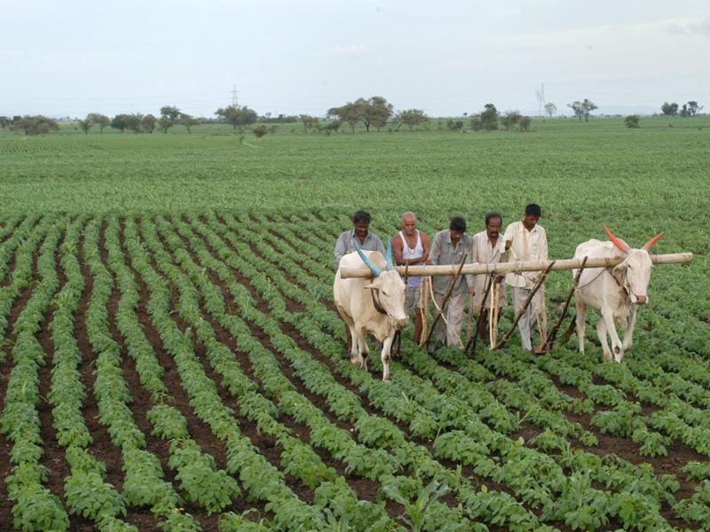 Changing rainfall pattern damaging agriculture in MP | Hindustan Times