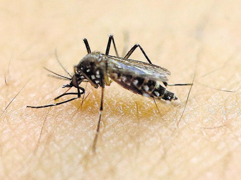 Rio-bound Indian athletes play down threat of Zika virus | Hindustan Times