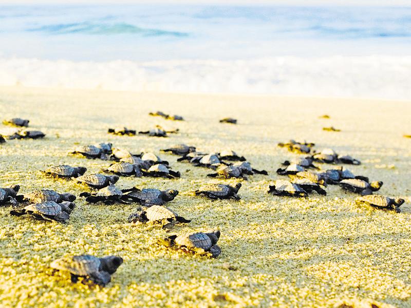 Ditch the fancy cutlery and race with the turtles in this village | Travel