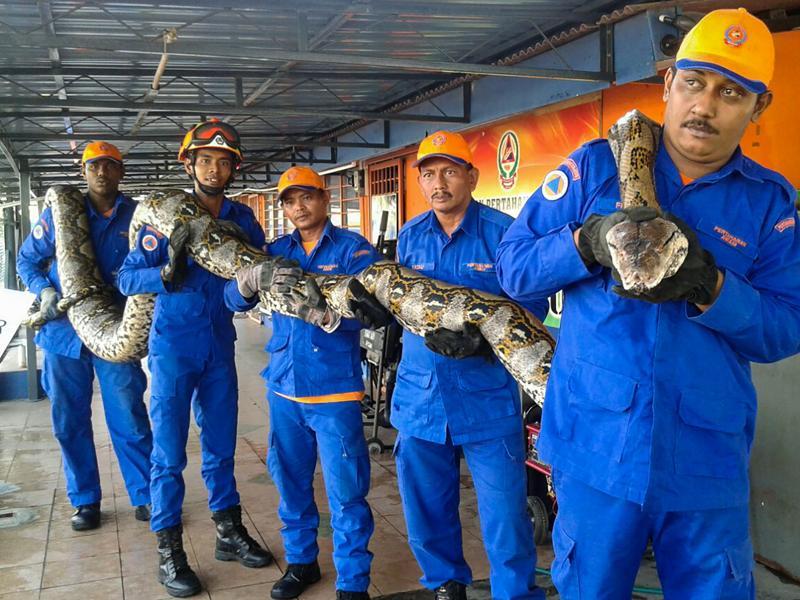 25-feet, 250 kg python found on Malaysian building site | World News ...