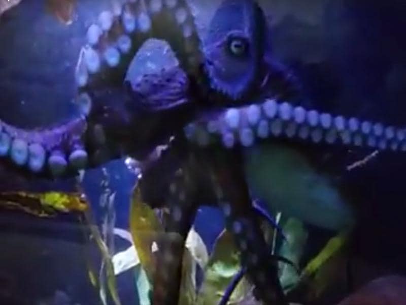 Octopus Inky makes ‘great escape’ from New Zealand aquarium | World ...