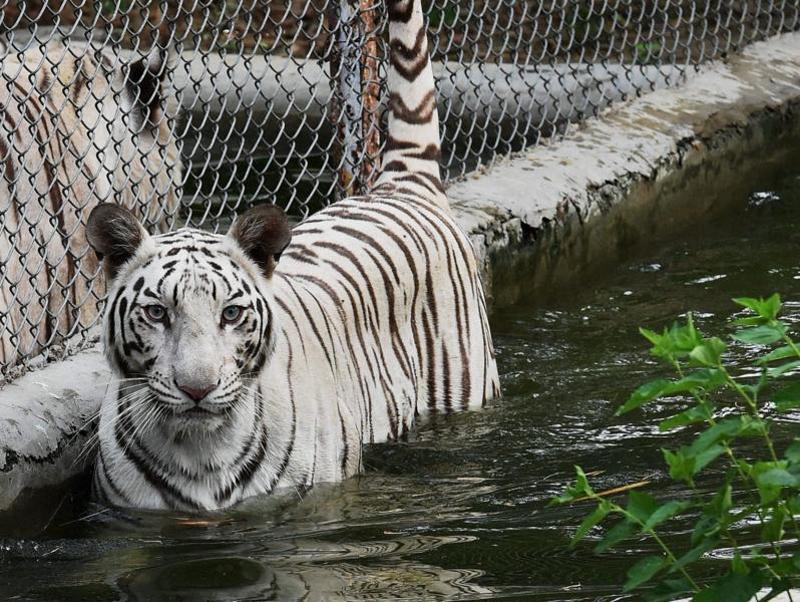 White tiger kills keeper, escapes El Salvador zoo | World News