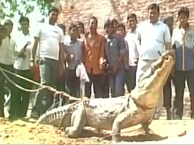 Watch: Crocodile enters UP village, captured by forest officials ...