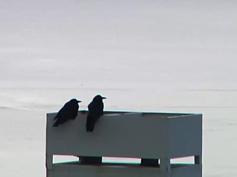 Watch | Striking similarity between humans and crows | Hindustan Times