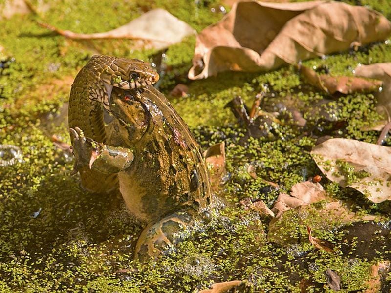 Wild Buzz: Bull of the Baoris, and how water looks to kids! | Hindustan ...