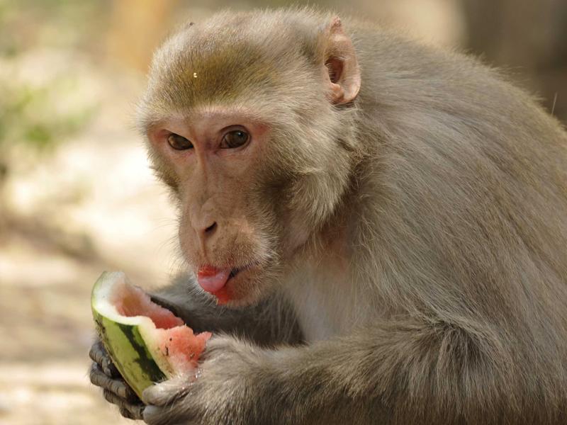 Five cases of monkey bites reported every day in Delhi | Latest News Delhi