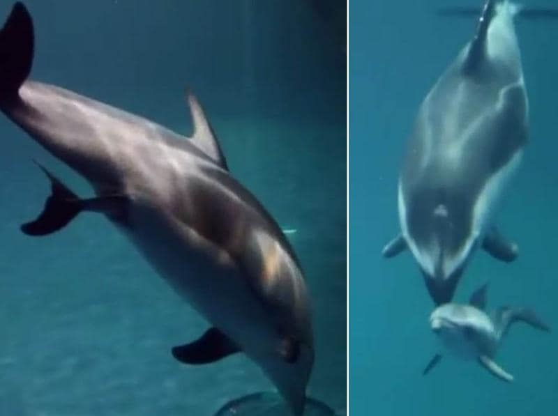 Watch | Heartwarming footage of a dolphin being born | Hindustan Times