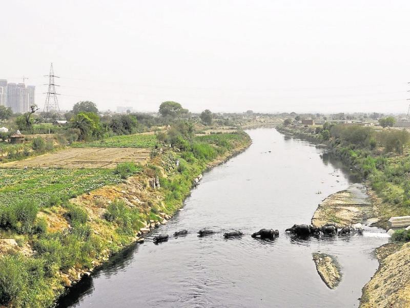Project to revive 220 dying ponds in Gautam Budh Nagar starts ...