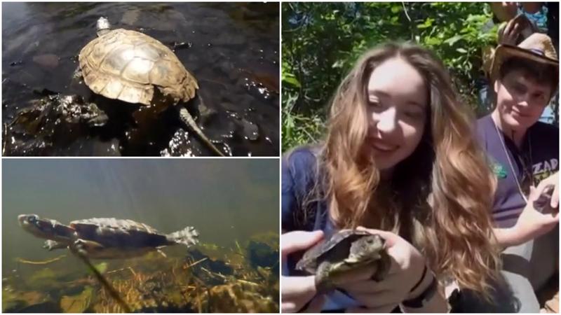 Watch | Turtles reintroduced to their real homes | Hindustan Times