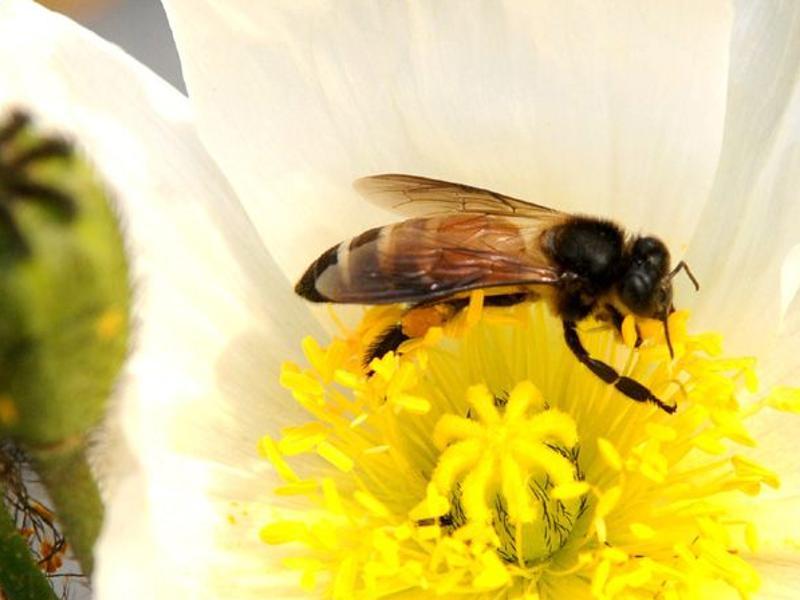 Bees chase 65-year-old’s car for over 24 hrs to ‘rescue their queen ...